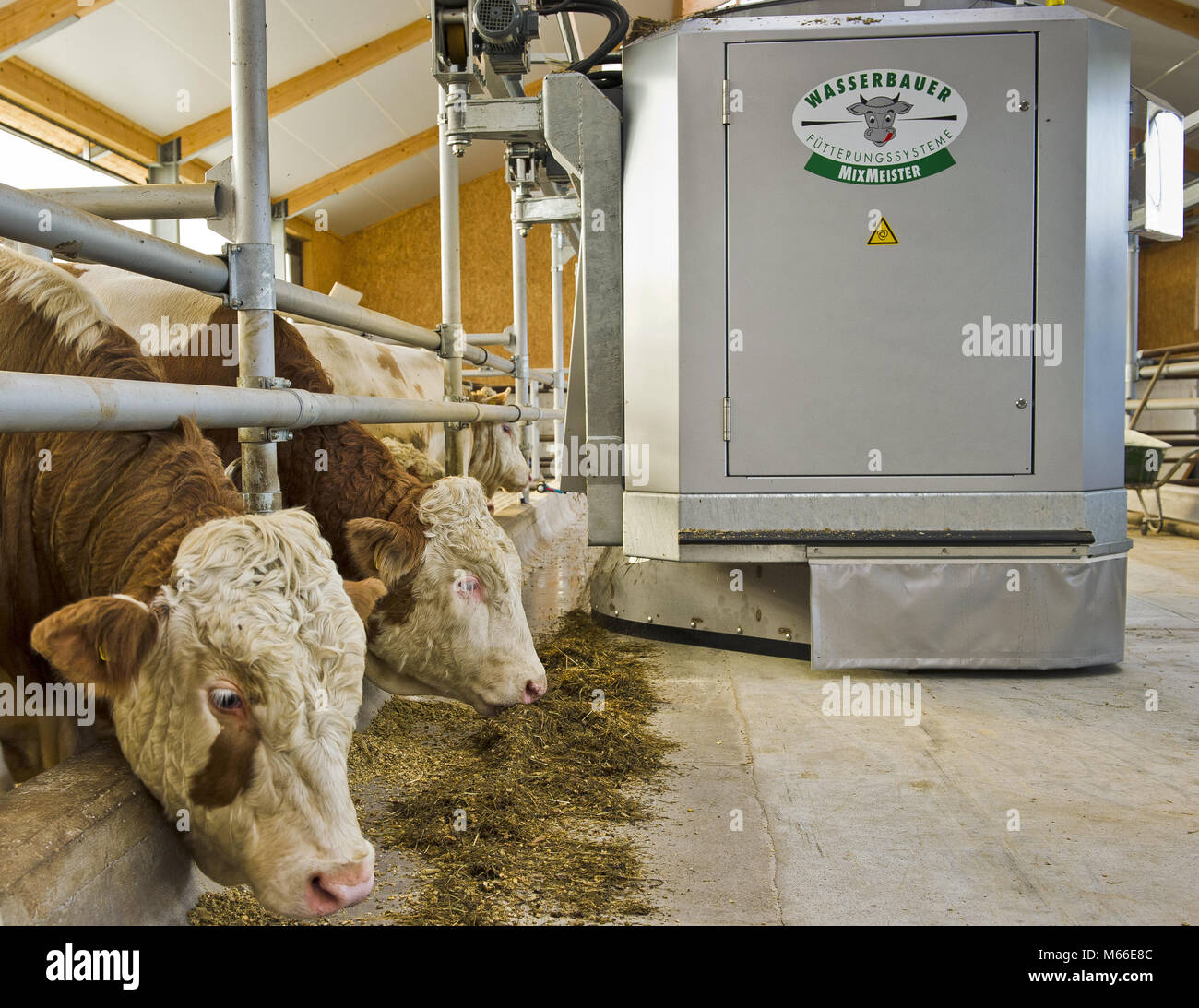 Cattle fattening 51 Stock Photo - Alamy