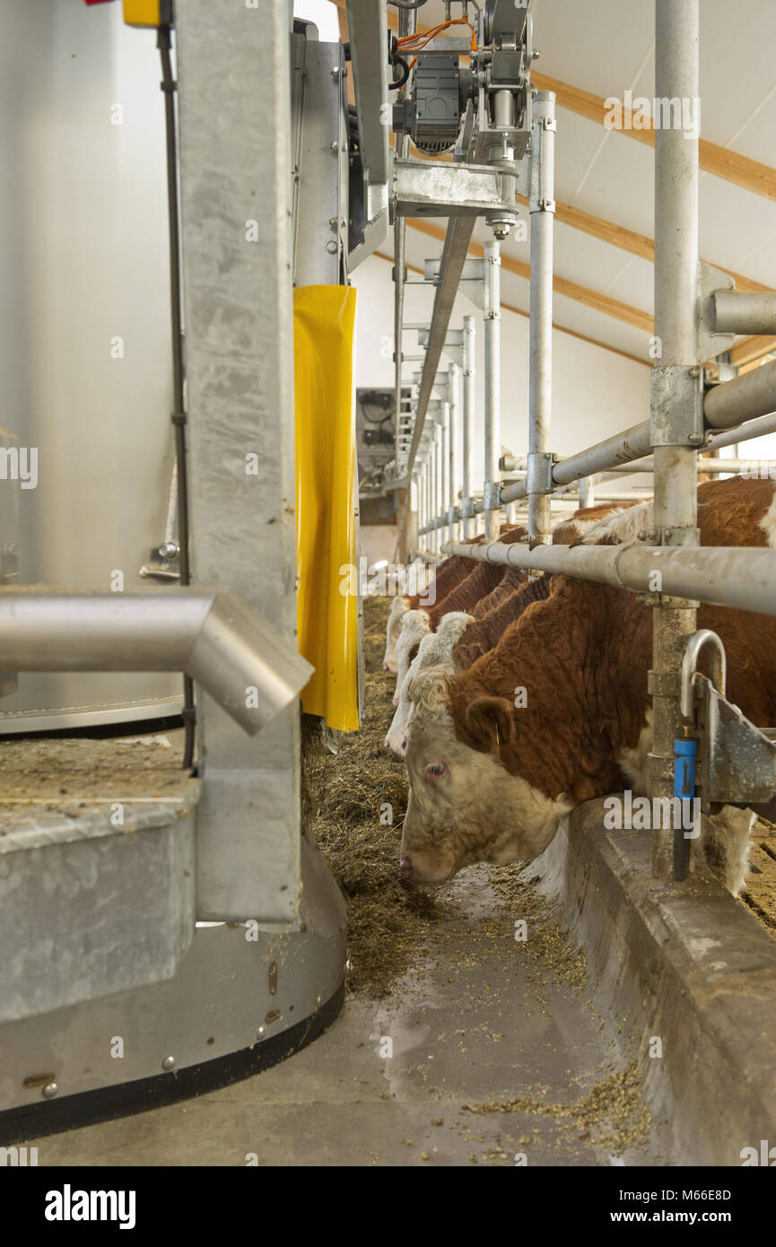 Cattle fattening 52 Stock Photo - Alamy