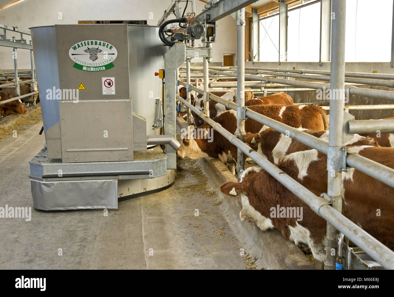 Cattle fattening 53 Stock Photo - Alamy