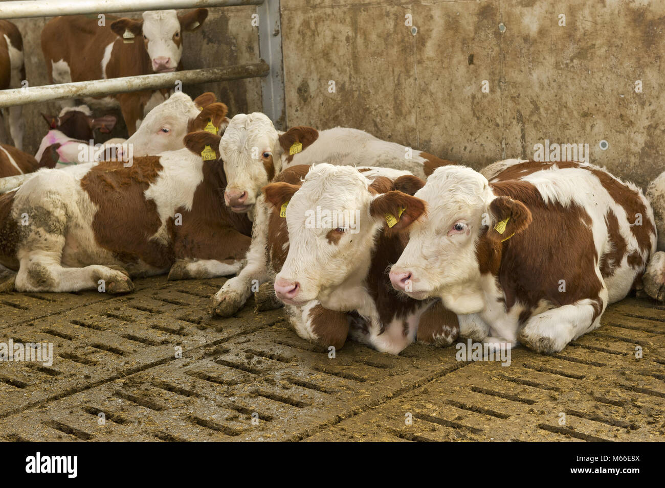 Cattle fattening 54 Stock Photo - Alamy