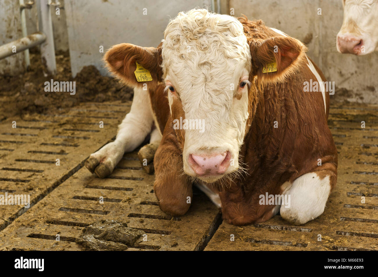Cattle fattening 55 Stock Photo - Alamy