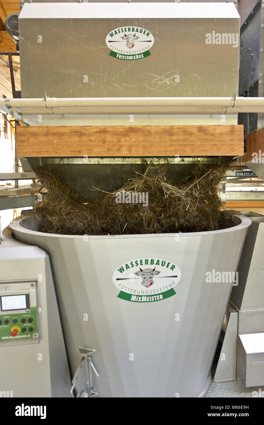 Cattle fattening 60 Stock Photo - Alamy