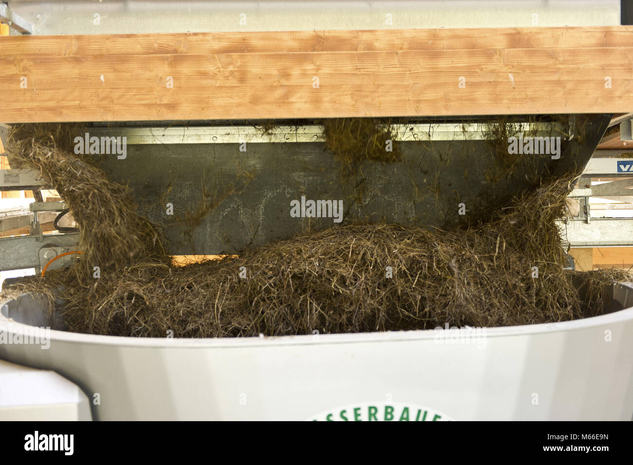 Cattle fattening 61 Stock Photo - Alamy