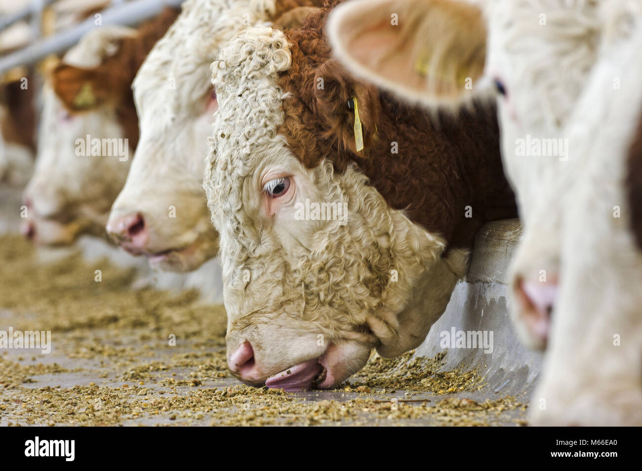 Cattle fattening 63 Stock Photo - Alamy