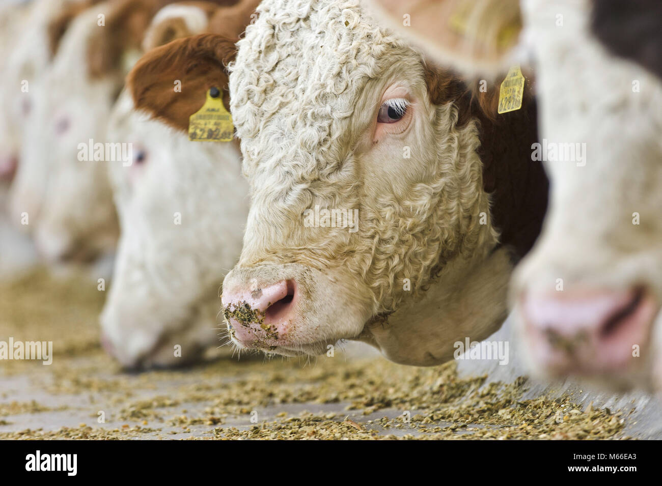Cattle fattening 64 Stock Photo - Alamy