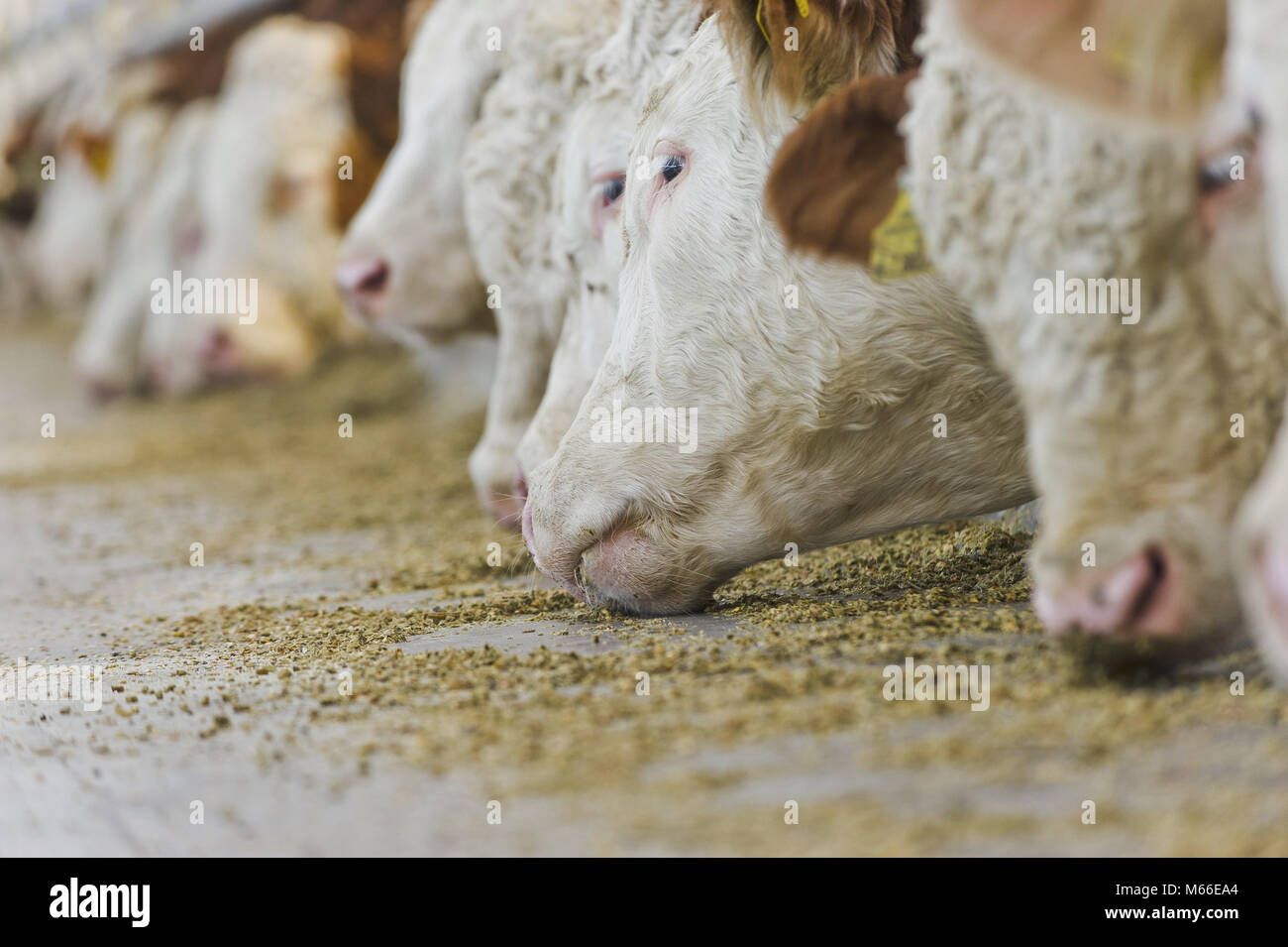 Cattle fattening 65 Stock Photo - Alamy