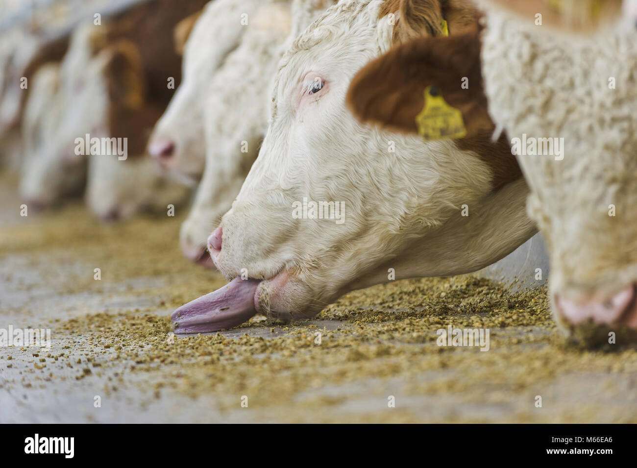 Cattle fattening 66 Stock Photo - Alamy