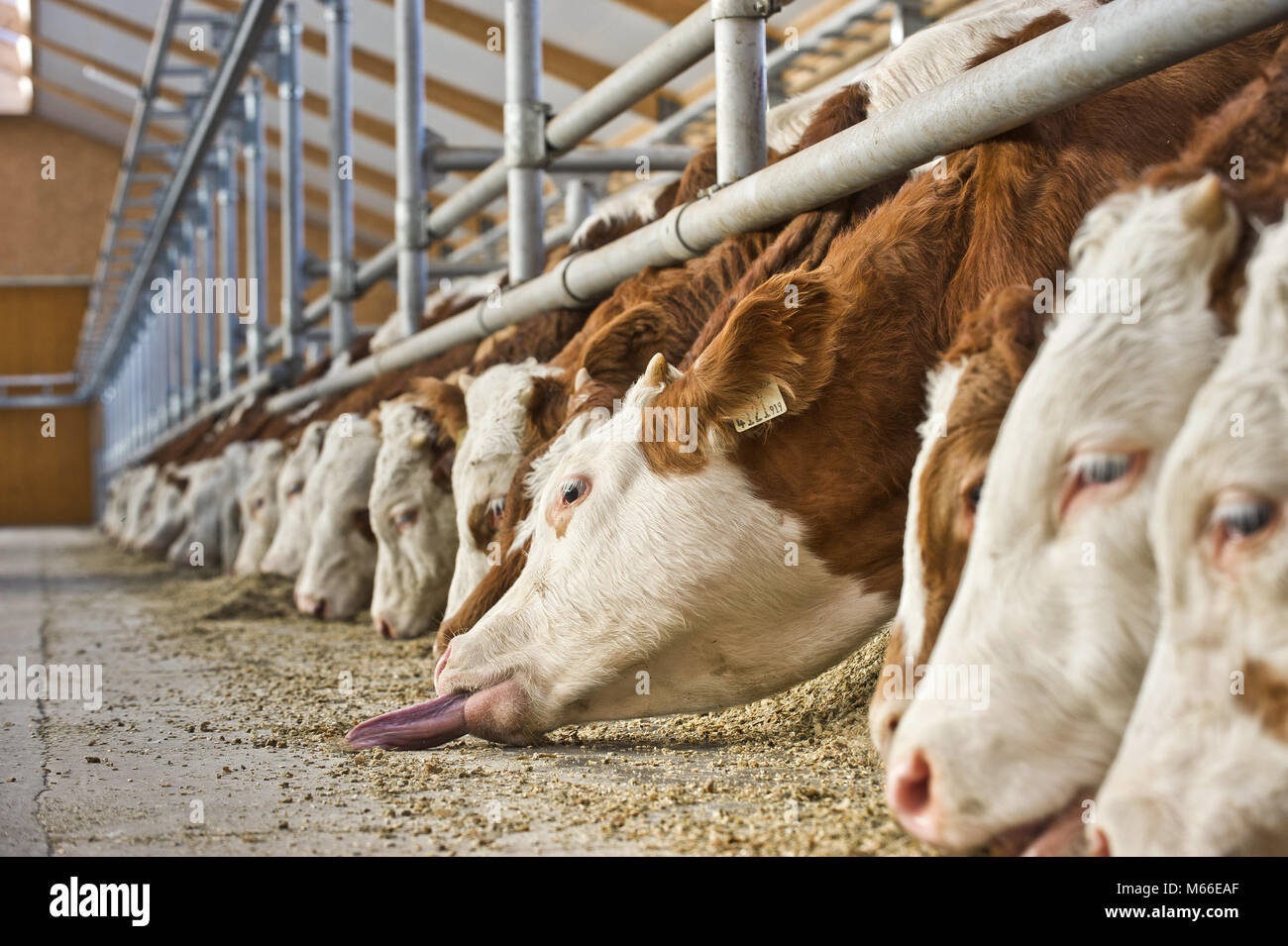 Cattle fattening 68 Stock Photo - Alamy