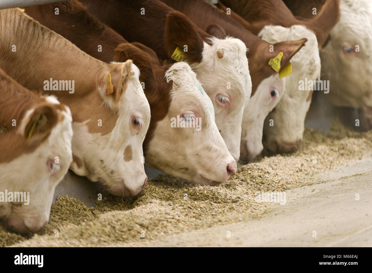 Cattle Fattening Drugs at Hudson Facy blog