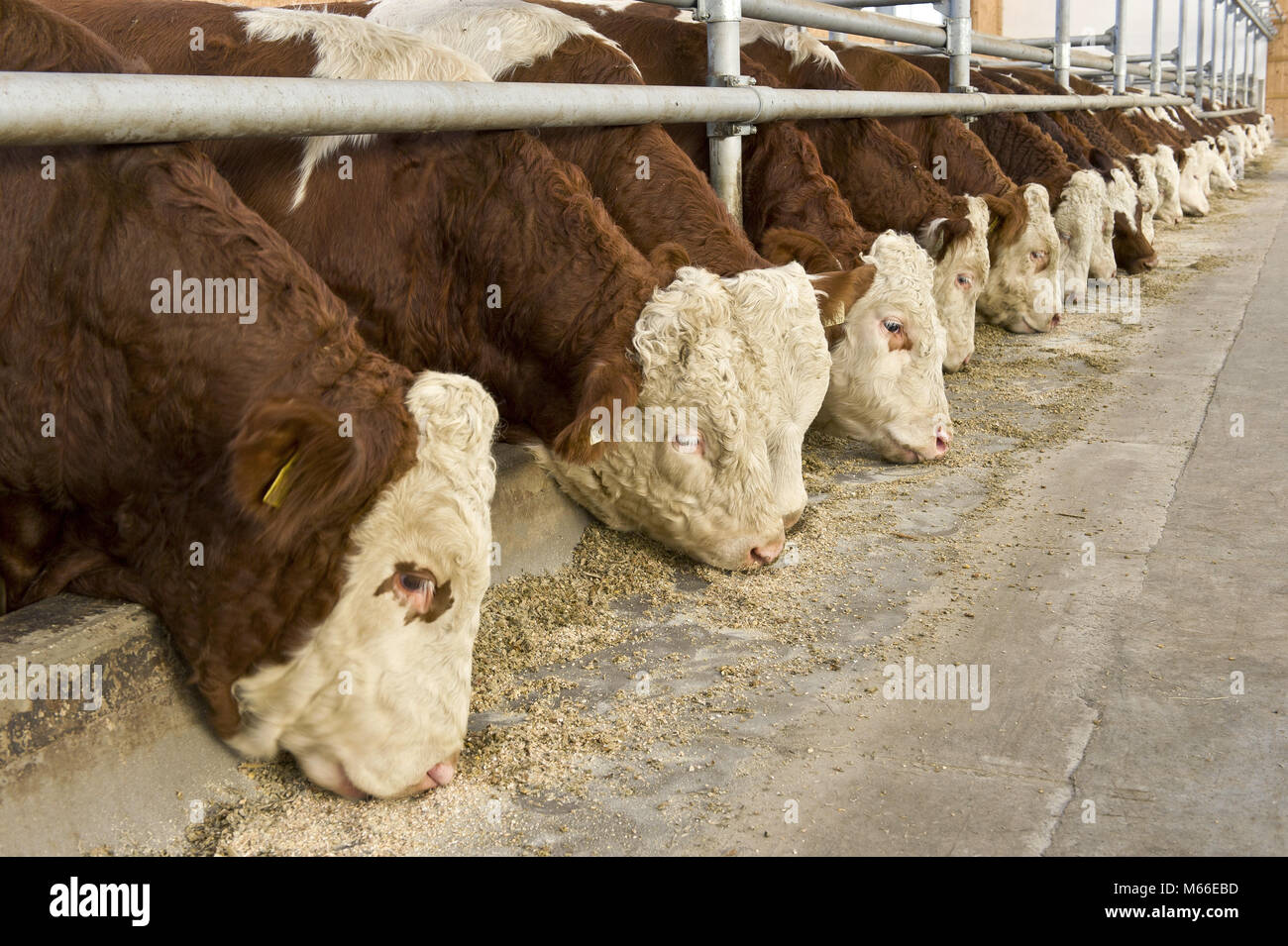 Cattle fattening 73 Stock Photo - Alamy