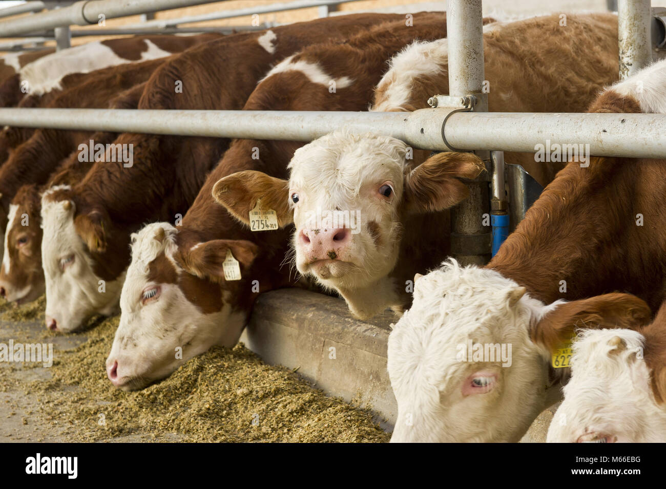 Cattle fattening 74 Stock Photo - Alamy
