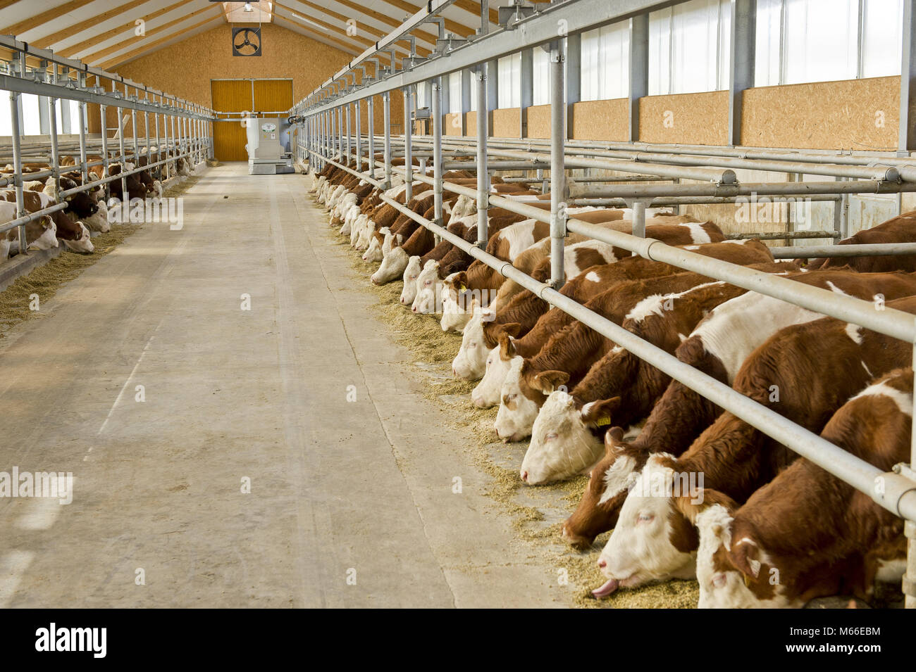 Cattle fattening 75 Stock Photo - Alamy