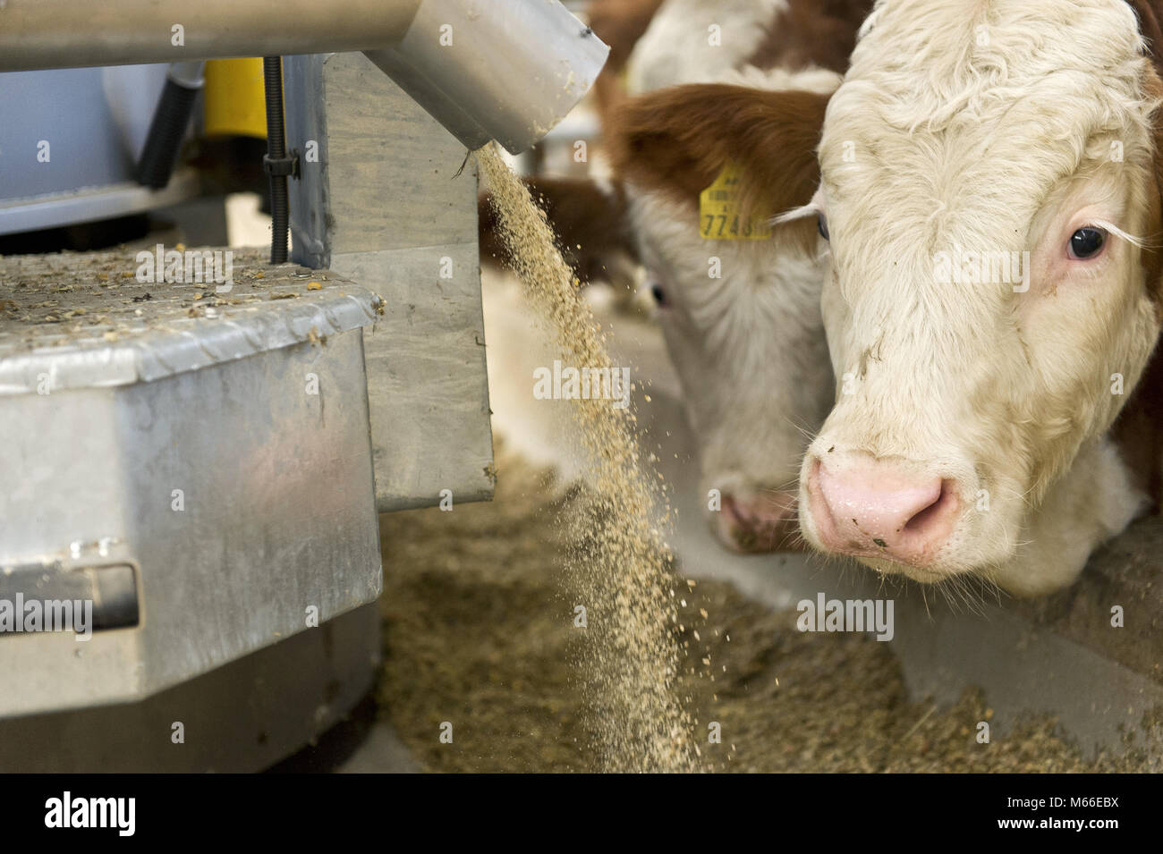 Cattle fattening 77 Stock Photo - Alamy