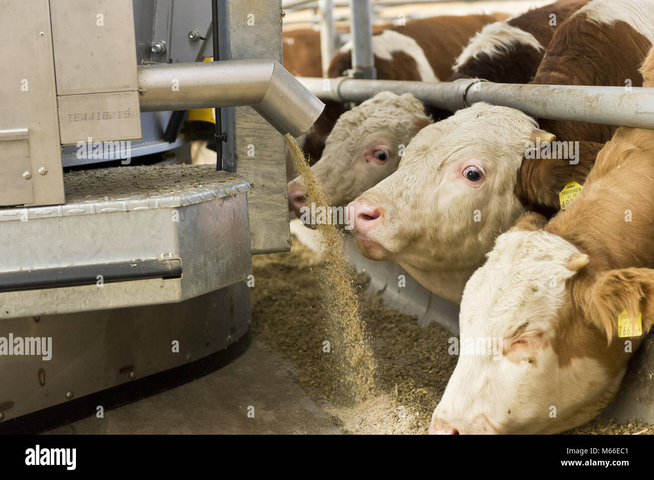 Cattle fattening 78 Stock Photo - Alamy
