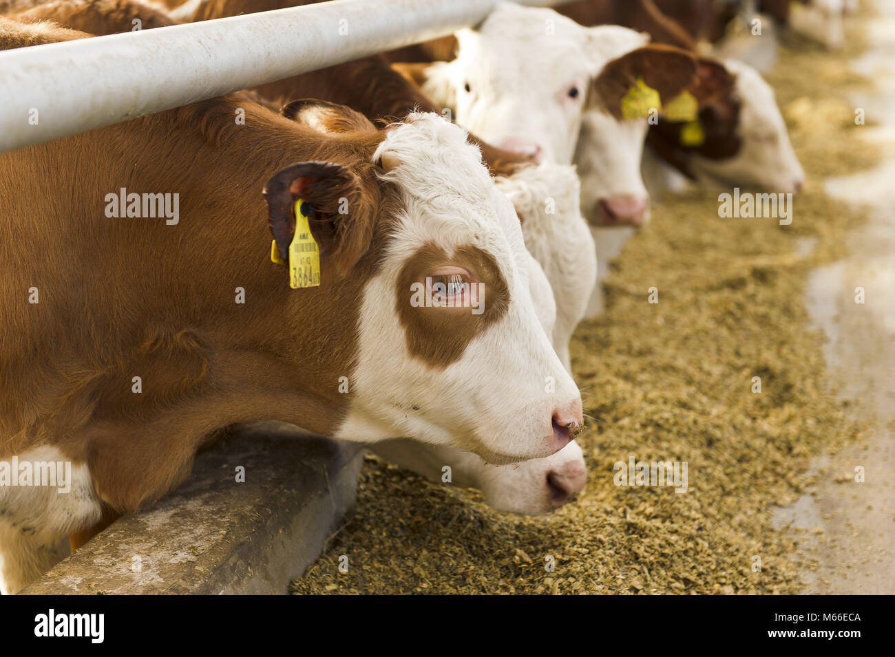 Cattle fattening 80 Stock Photo - Alamy