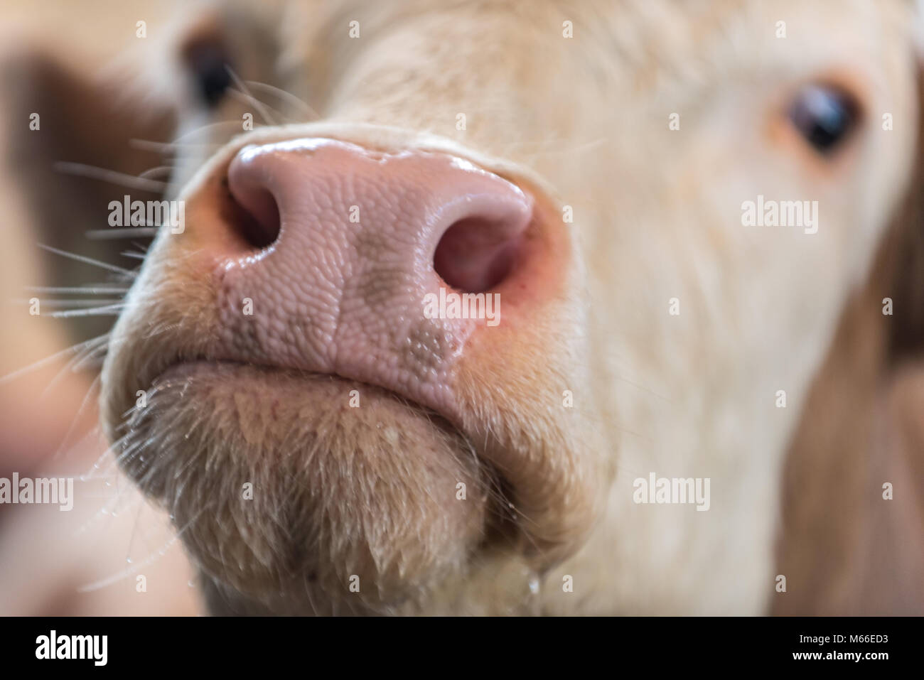 Cow portrait 2 Stock Photo - Alamy