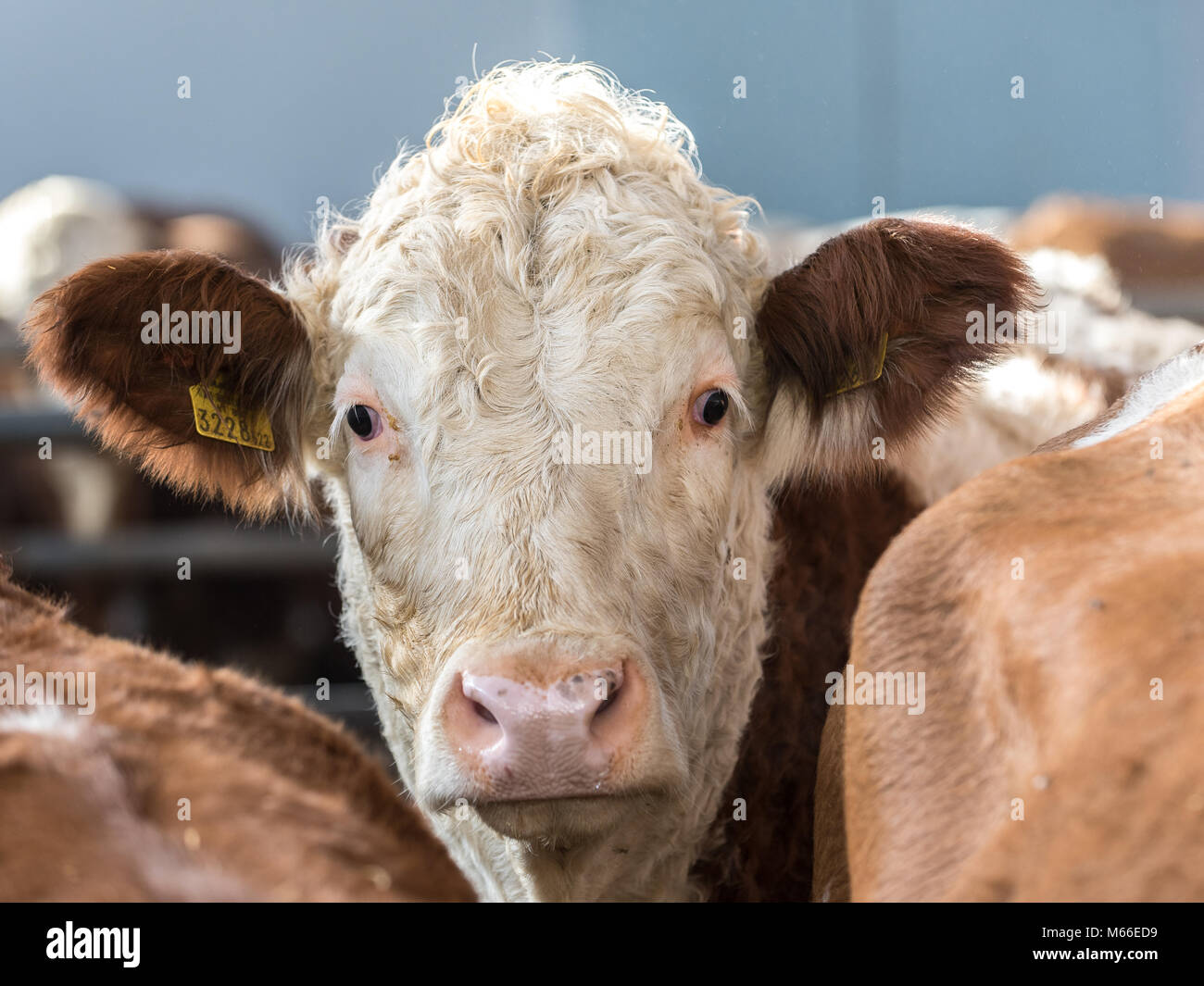 Cow portrait 3 Stock Photo - Alamy