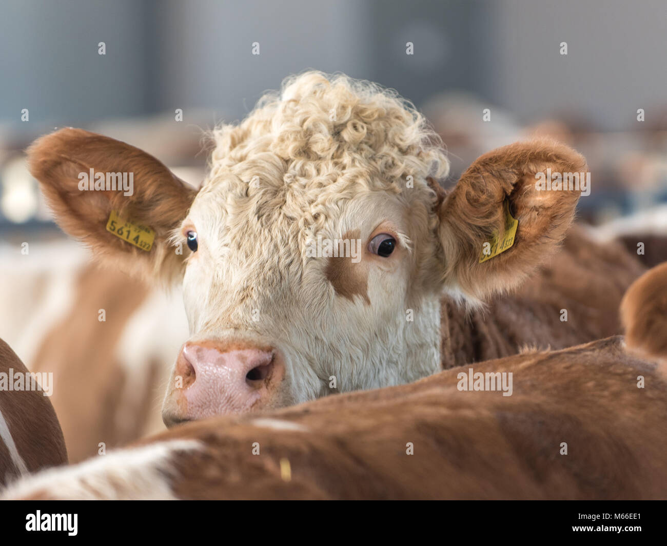 Cow portrait 7 Stock Photo - Alamy