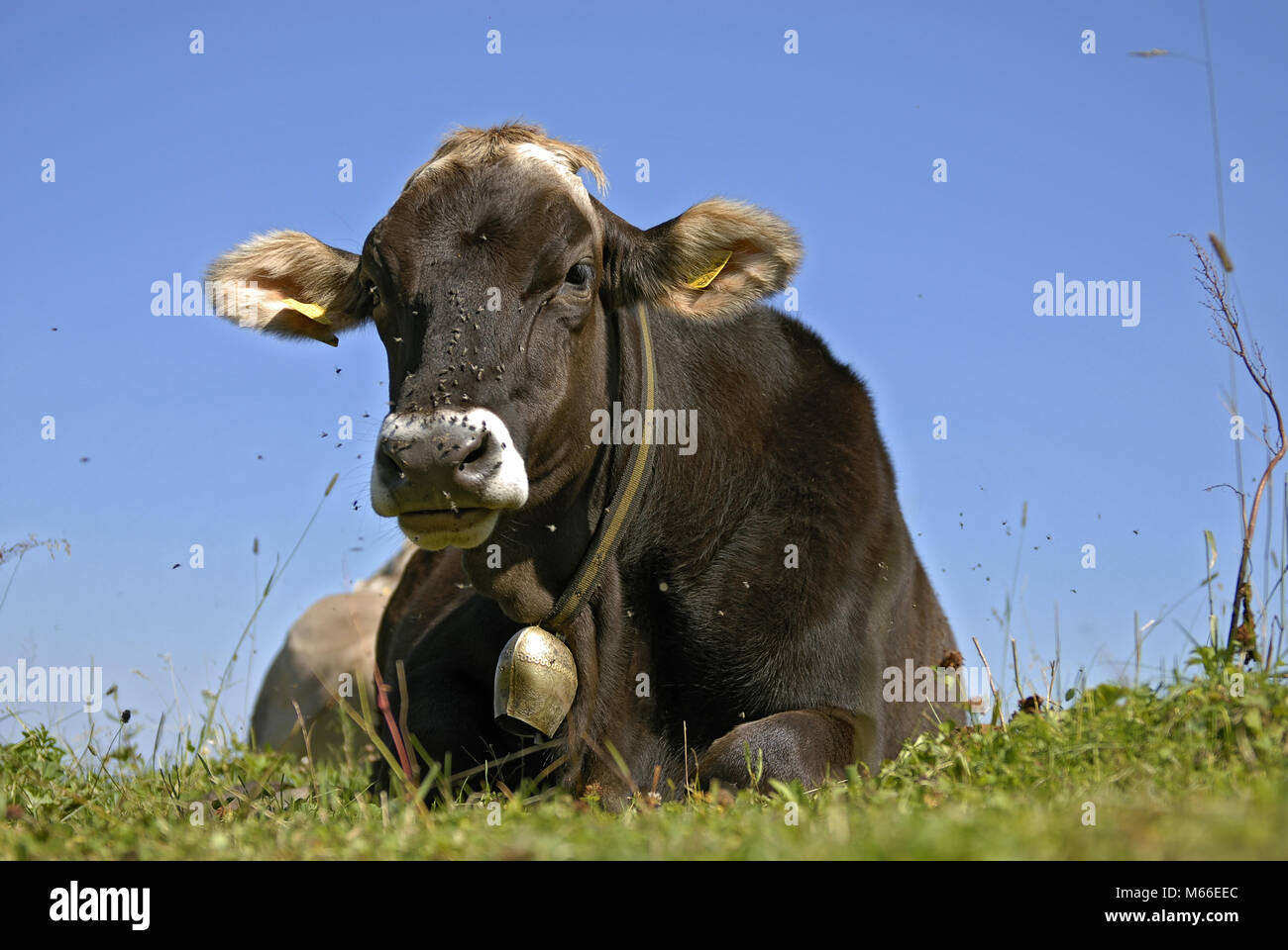 Cow portrait Braunvieh 1 Stock Photo - Alamy