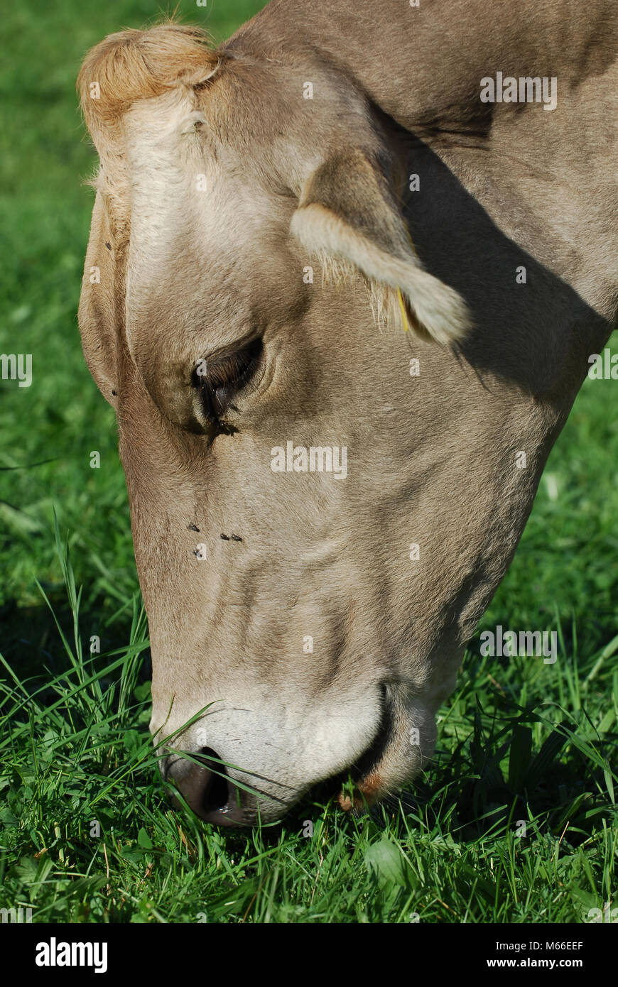 Cow portrait Braunvieh 2 Stock Photo - Alamy