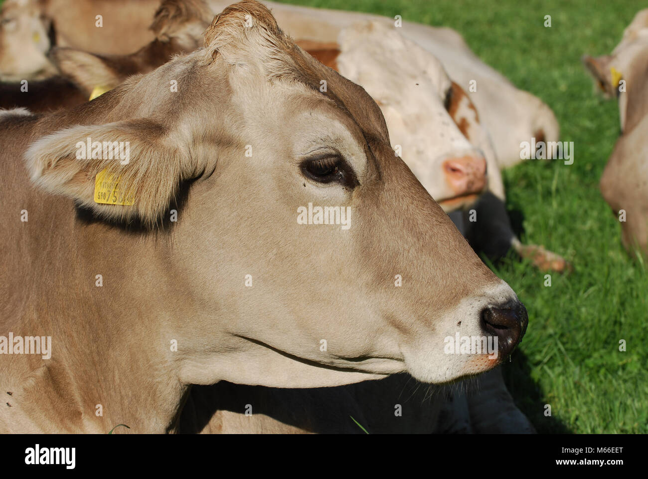 Cow portrait Braunvieh 4 Stock Photo - Alamy