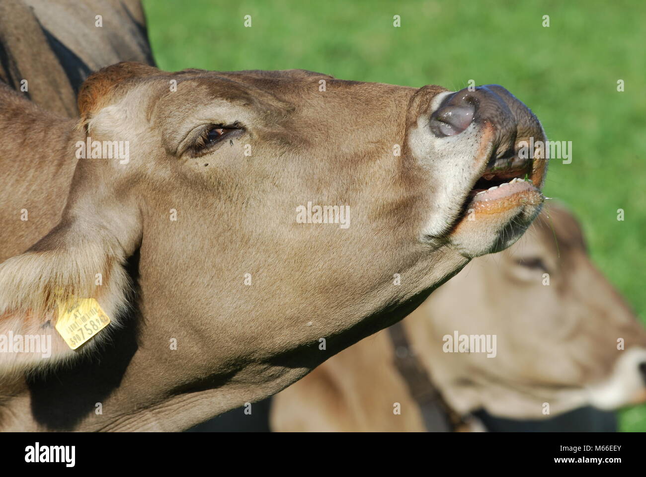Cow portrait Braunvieh 5 Stock Photo - Alamy