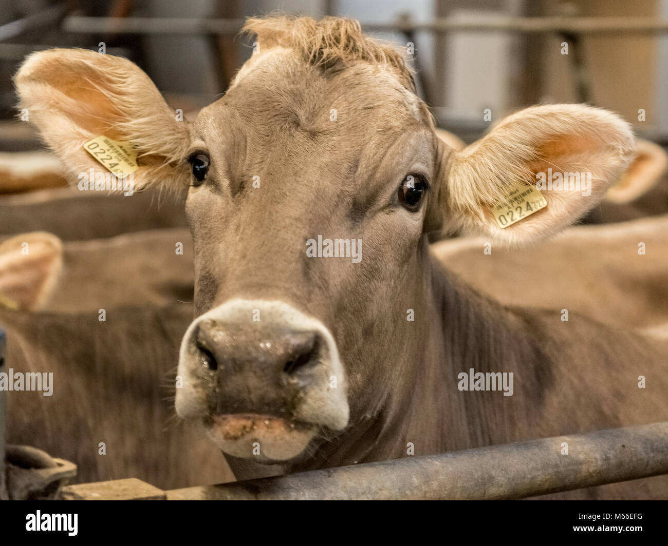 Cow portrait Braunvieh 7 Stock Photo - Alamy