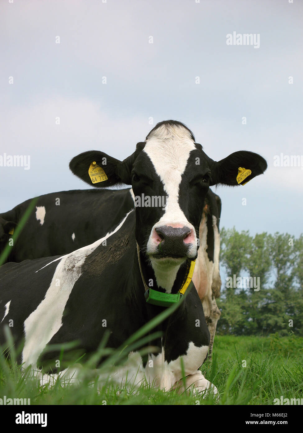 Cow portrait Holstein 1 Stock Photo - Alamy