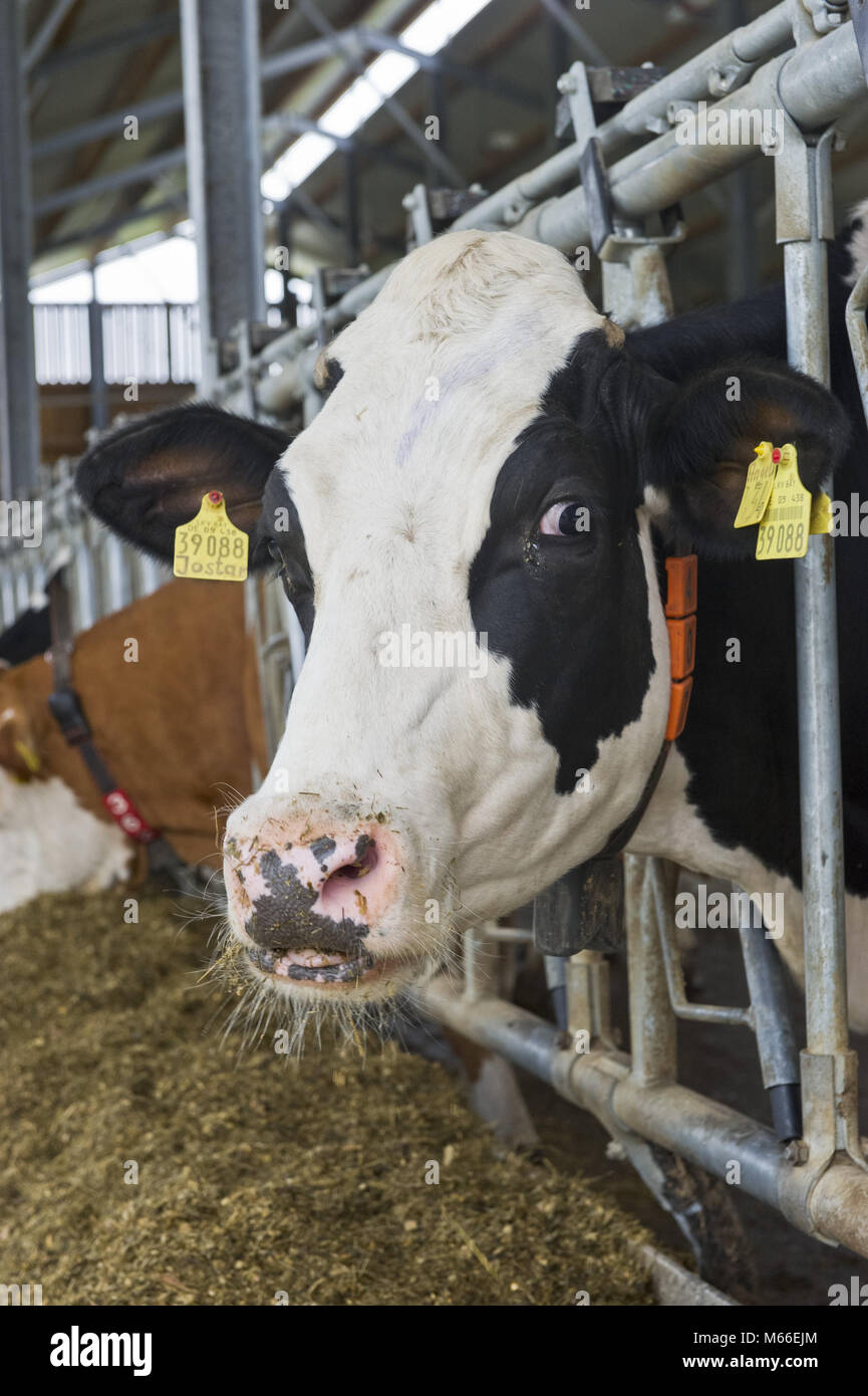Cow portrait Holstein 6 Stock Photo - Alamy