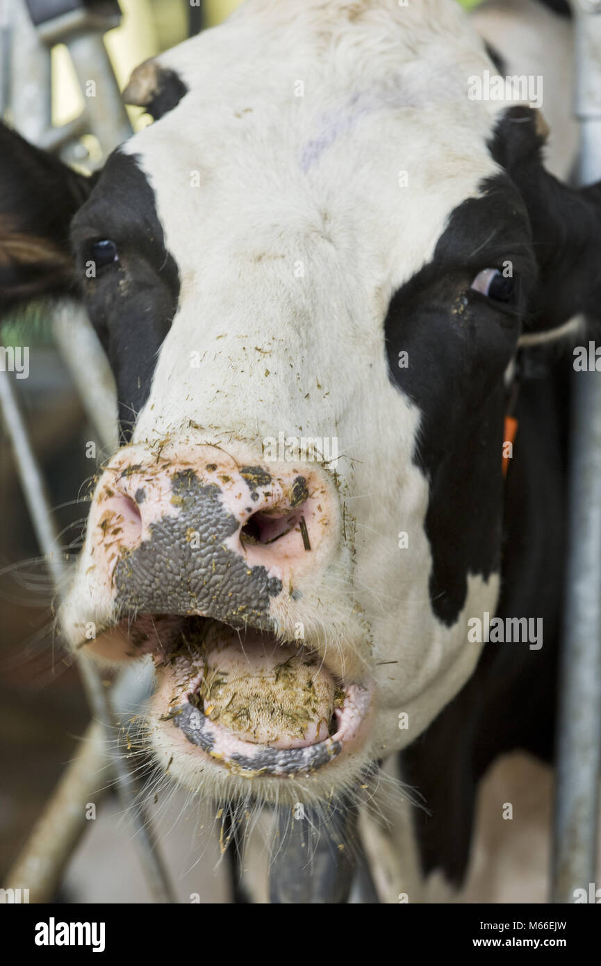 Cow portrait Holstein 8 Stock Photo - Alamy