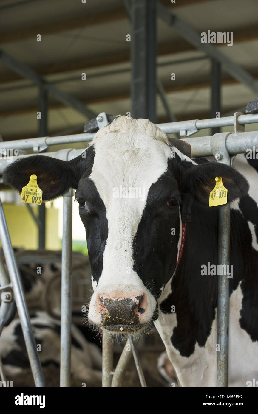 Cow portrait Holstein 9 Stock Photo - Alamy
