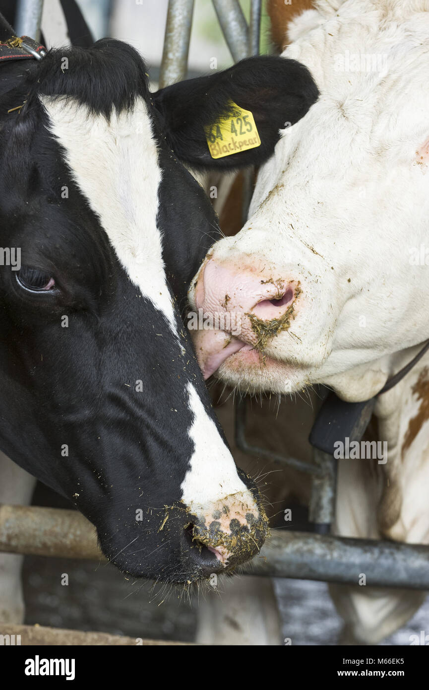 Cow portrait Holstein 10 Stock Photo - Alamy