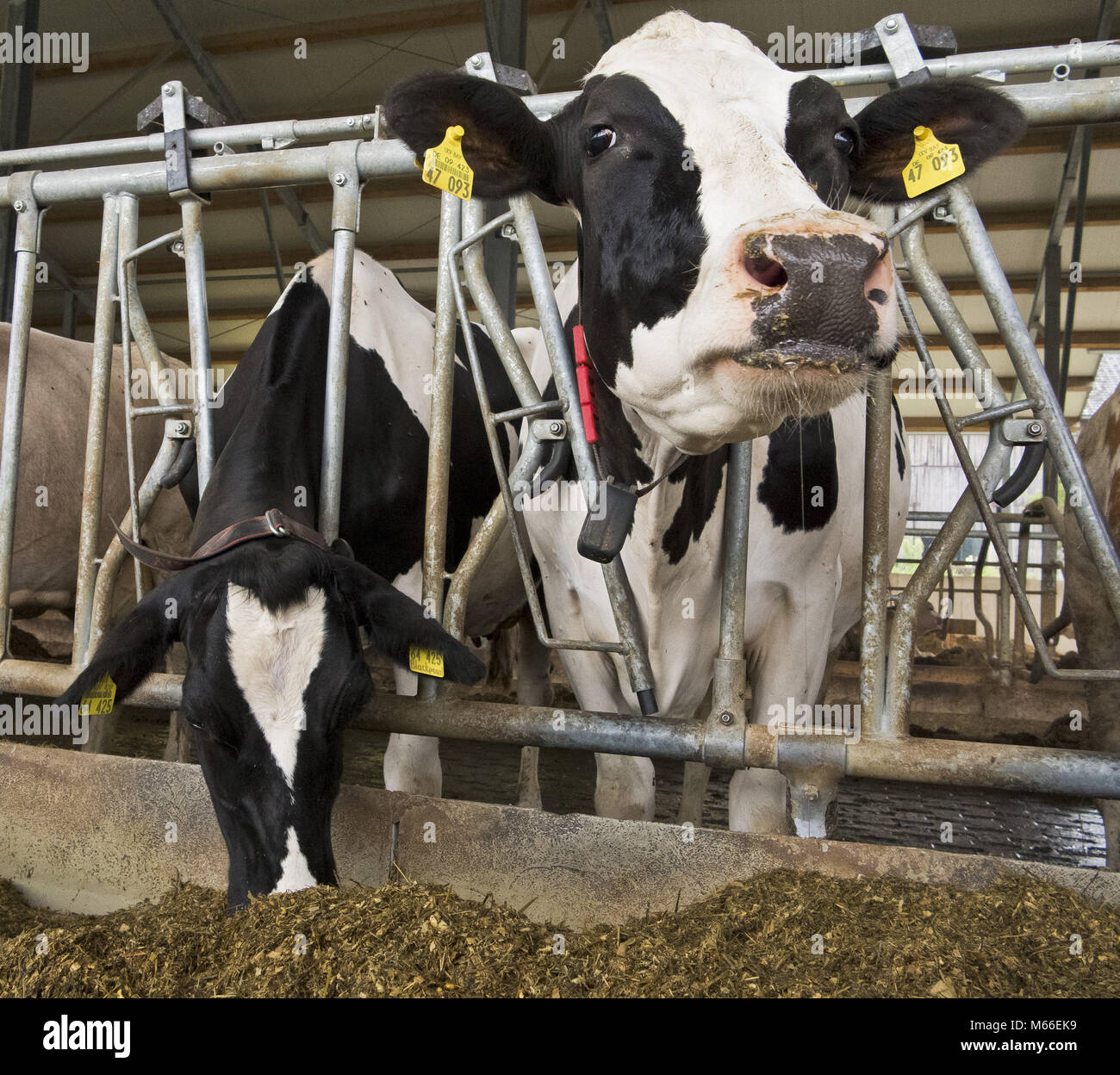 Cow portrait Holstein 11 Stock Photo - Alamy