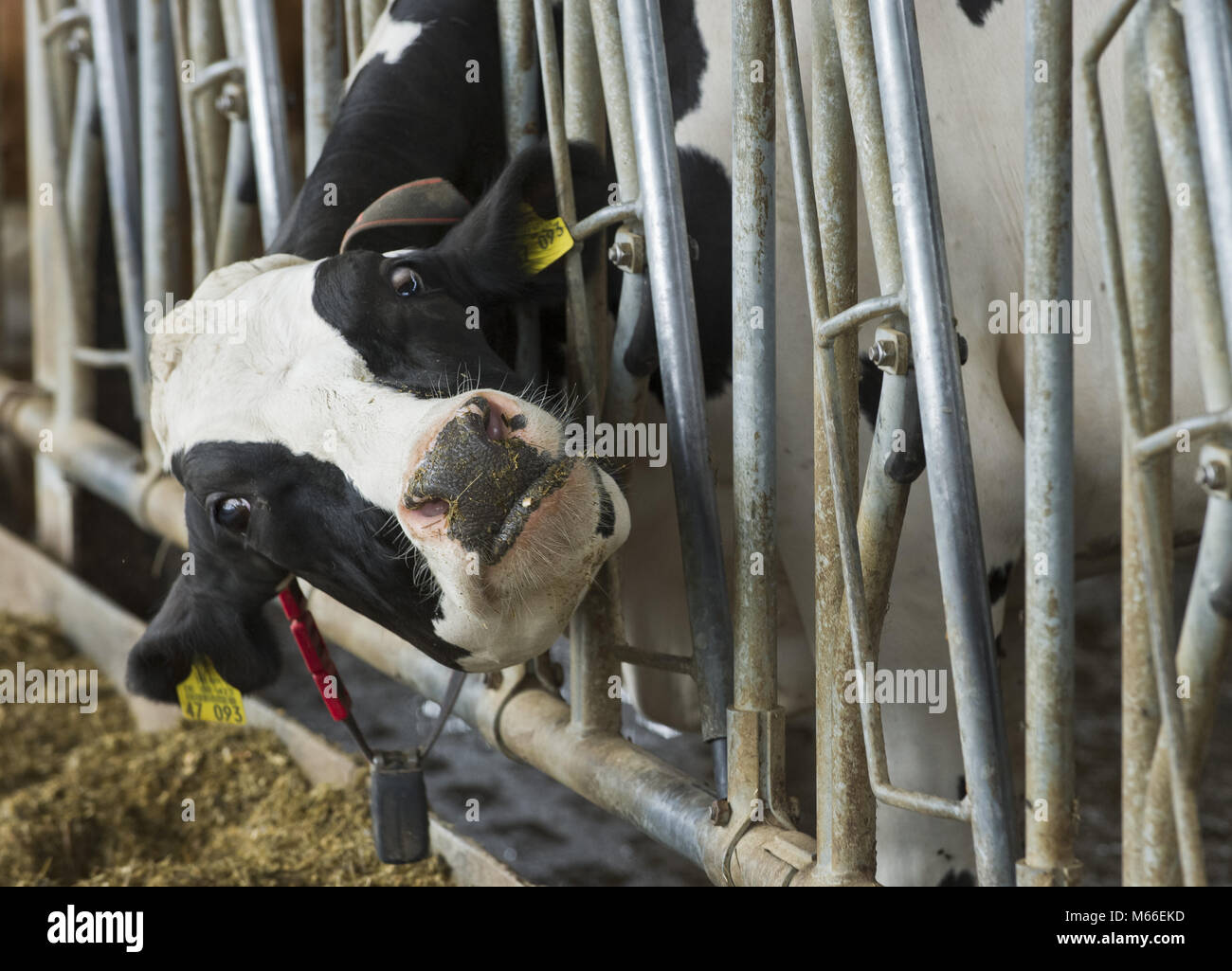 Cow portrait Holstein 12 Stock Photo - Alamy
