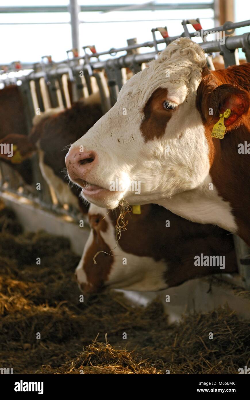 cows feeding 20 Stock Photo - Alamy