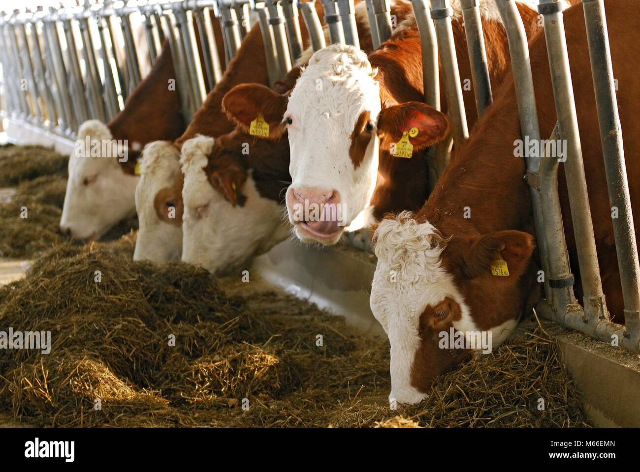 cows feeding 23 Stock Photo - Alamy