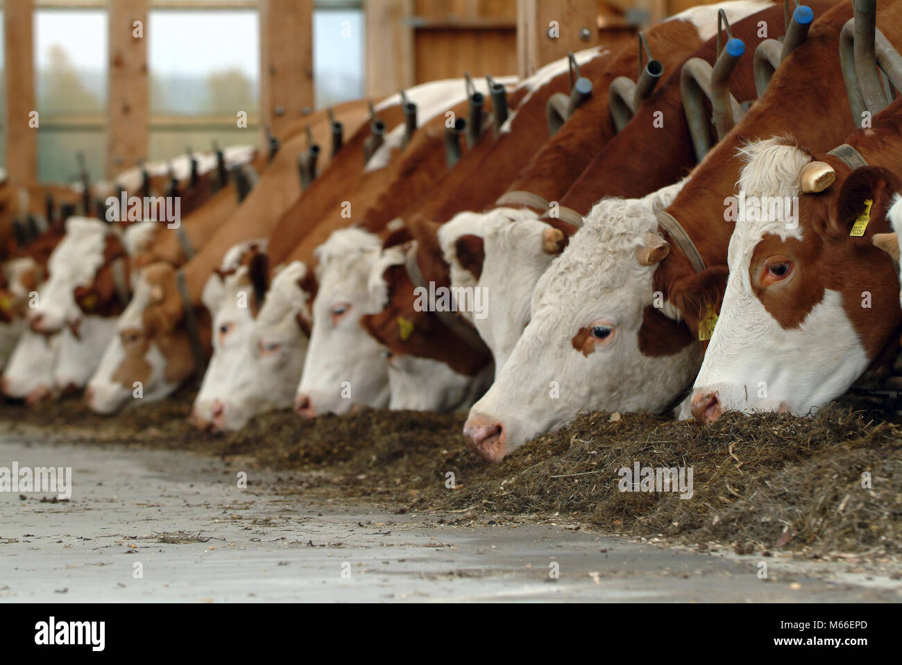cows feeding 37 Stock Photo - Alamy