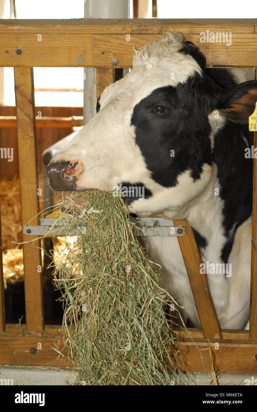 cows feeding 82 Stock Photo - Alamy