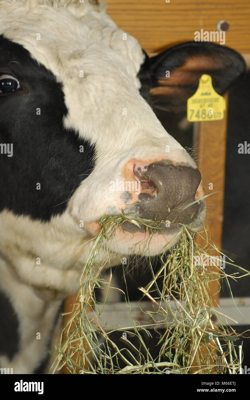 cows feeding 84 Stock Photo - Alamy