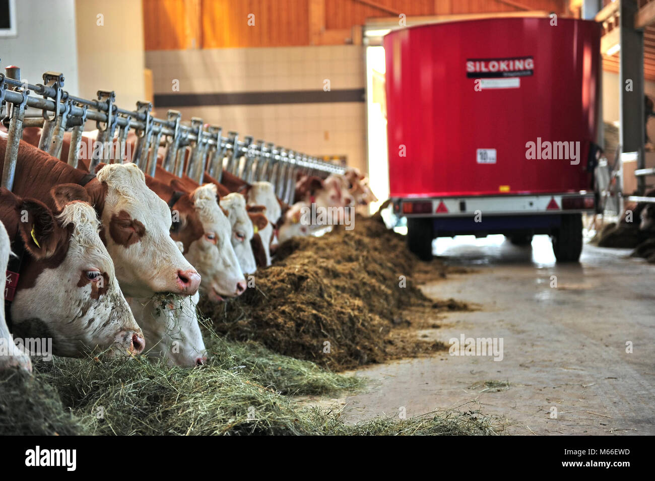 cows feeding 106 Stock Photo - Alamy