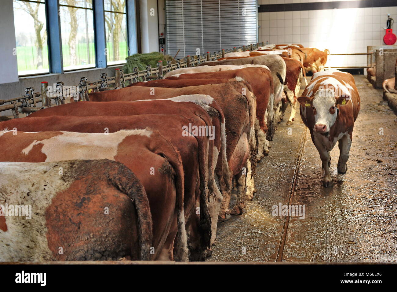 cows feeding 111 Stock Photo - Alamy