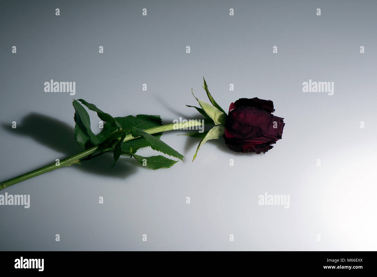 Claret rose hi-res stock photography and images - Alamy