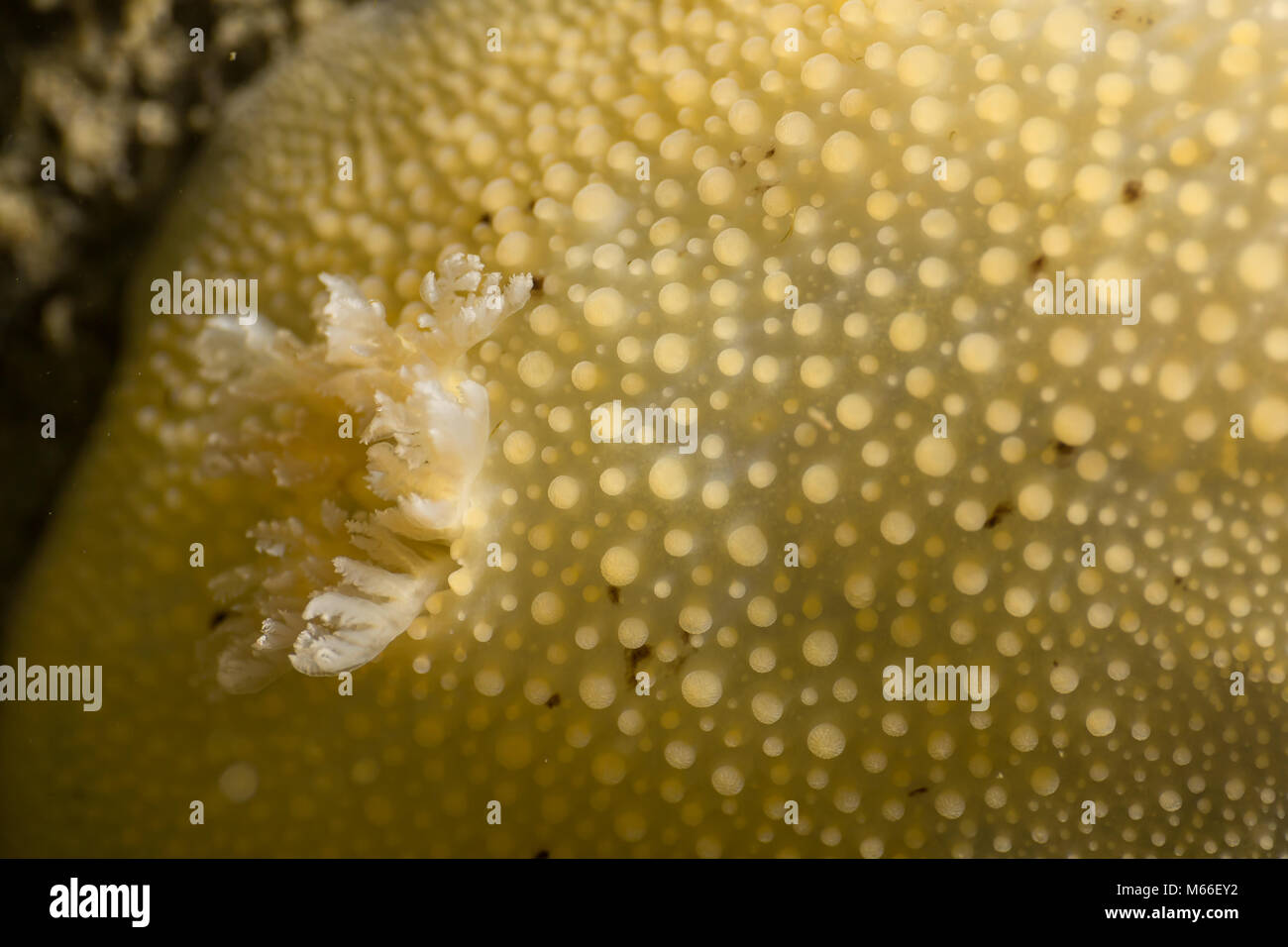Underwater macro picture of a Yellow Dorid in Howe Sound, British ...