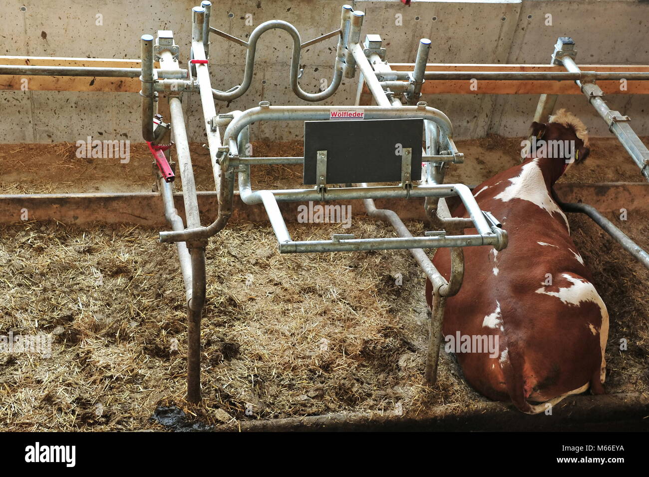 cows feeding 115 Stock Photo - Alamy