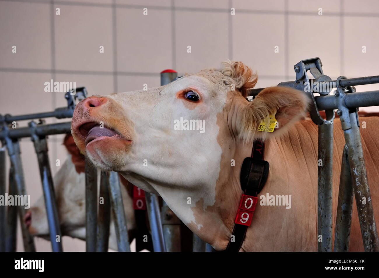 cows feeding 127 Stock Photo - Alamy