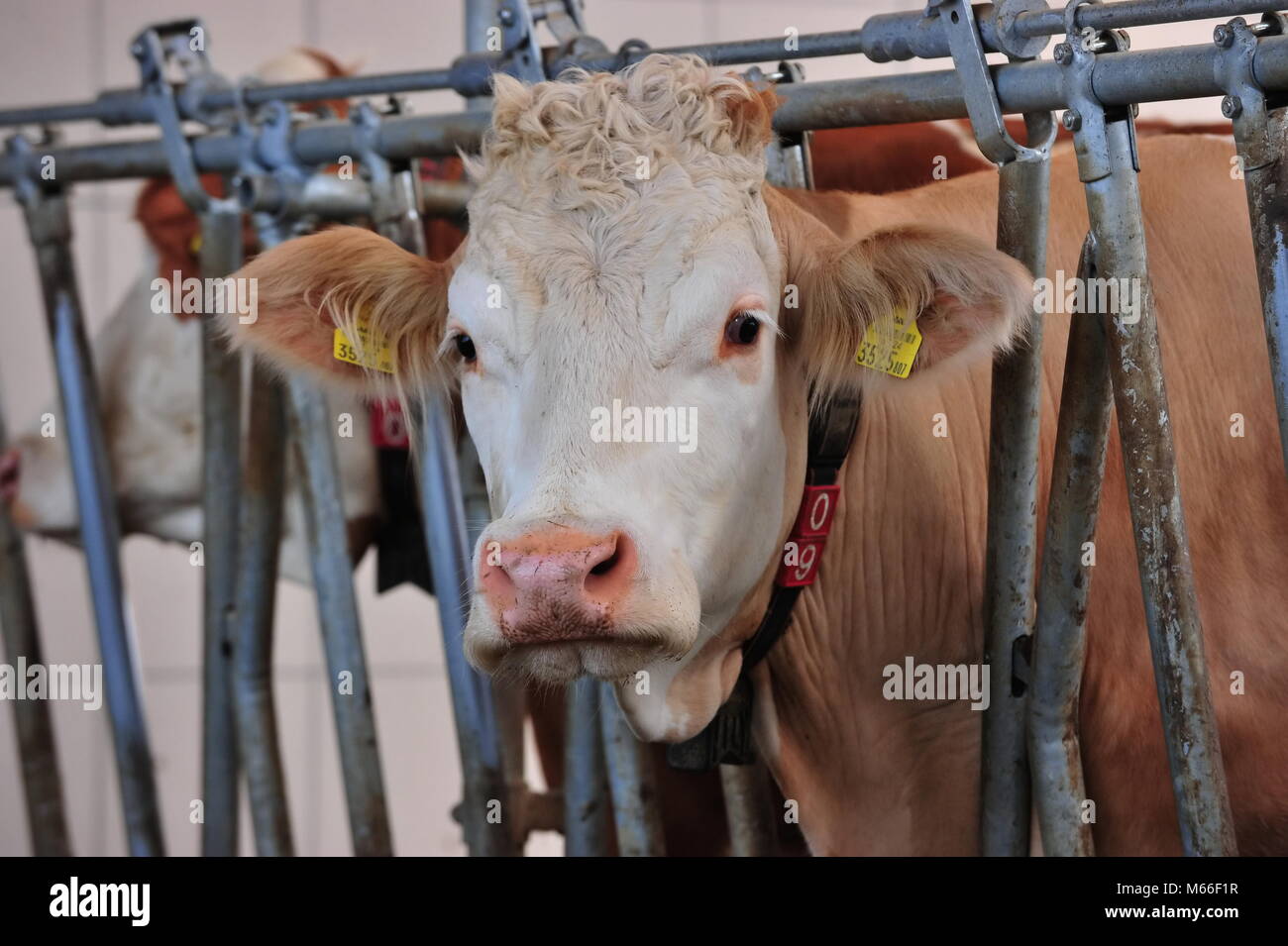 cows feeding 128 Stock Photo - Alamy