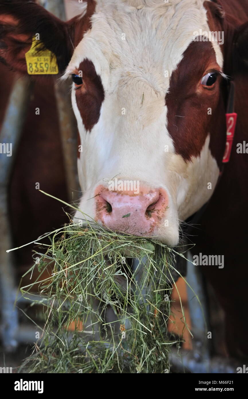 cows feeding 129 Stock Photo - Alamy