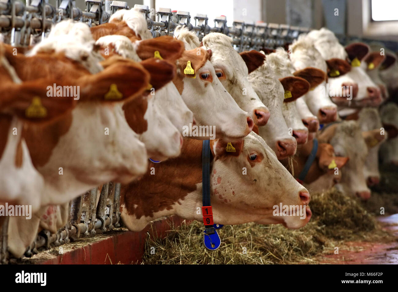 cows feeding 135 Stock Photo - Alamy