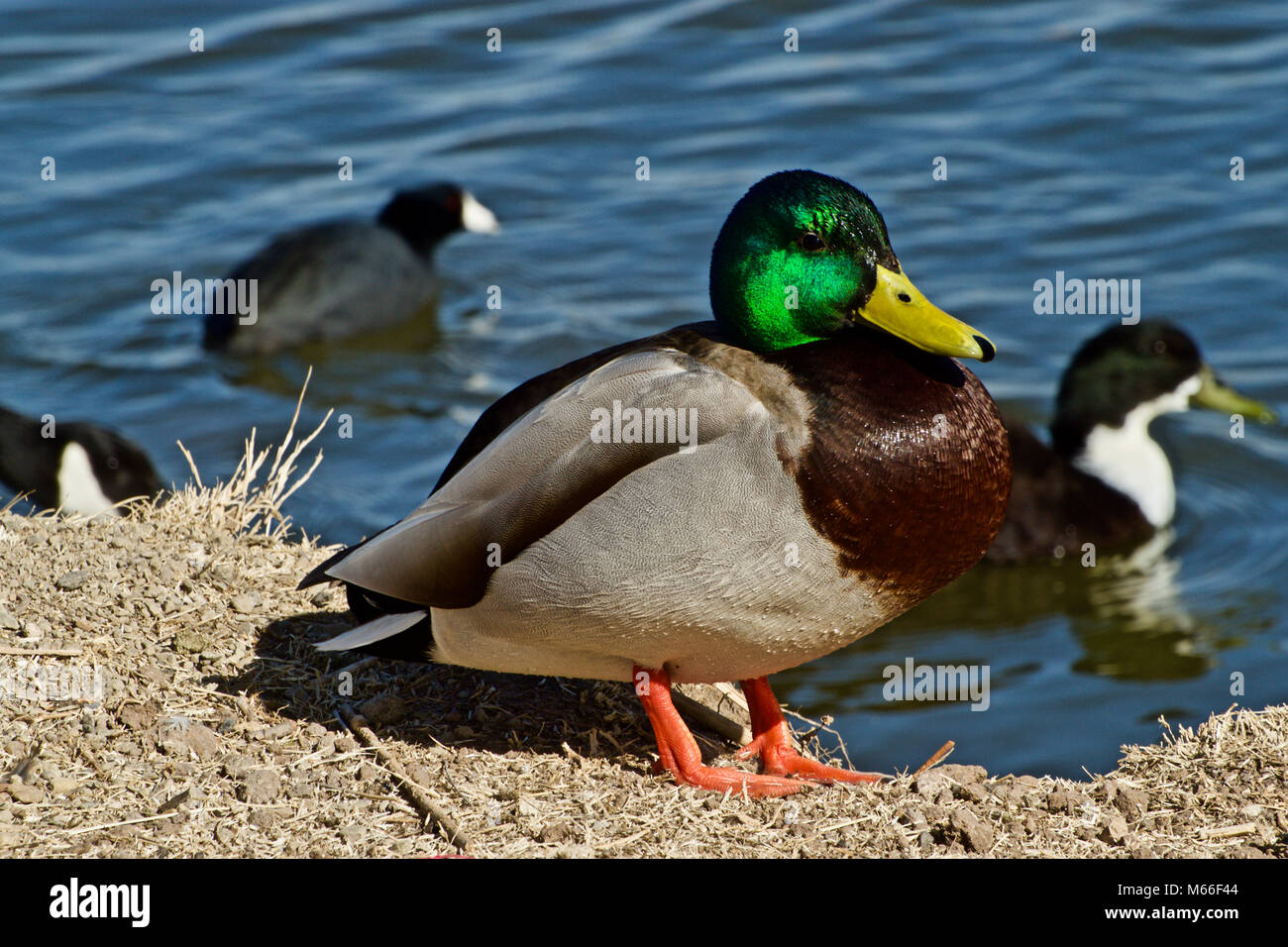 Adult Male Mallard in Full Breeding Colors Stock Photo - Alamy