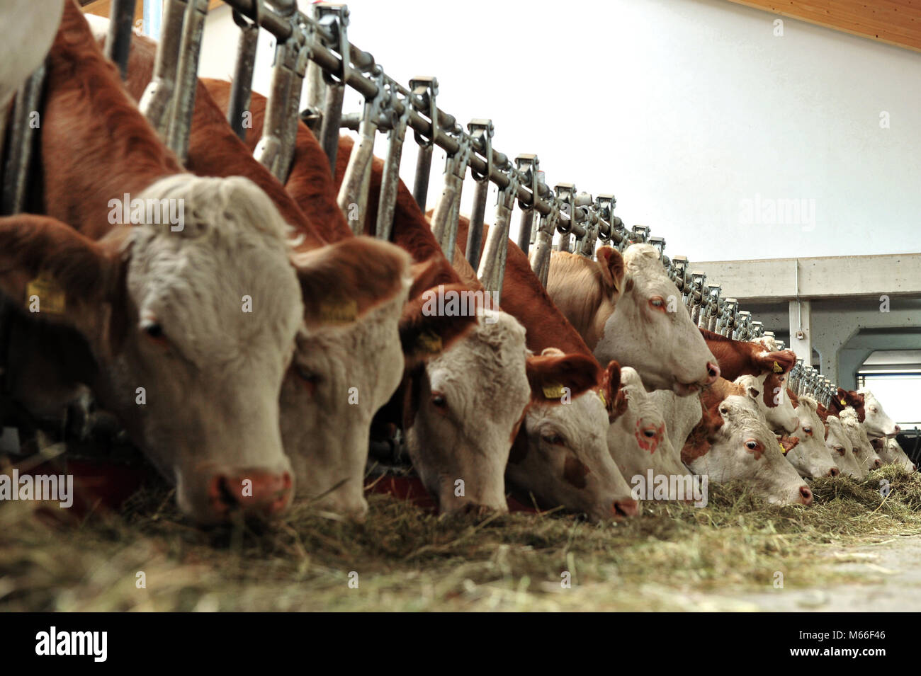 cows feeding 147 Stock Photo - Alamy